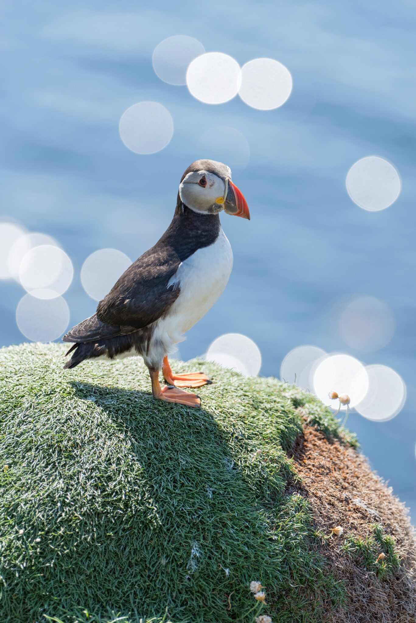 Puffin Pass Smoke Shops | THC | CBD | Puffin Pass Emporium